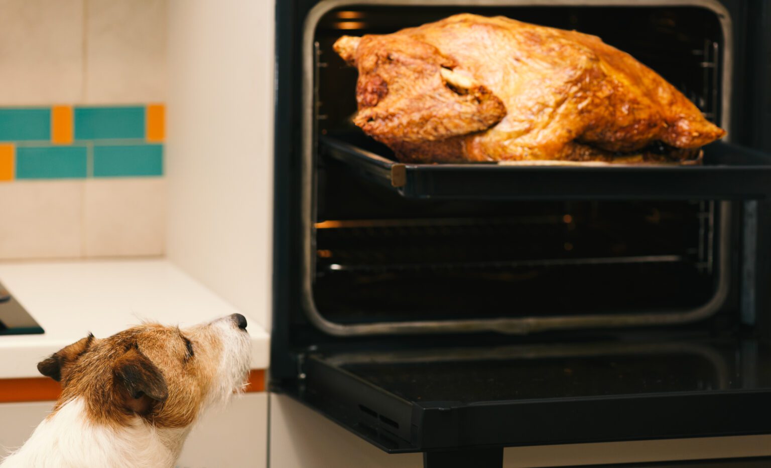 What Can Dogs Eat on Thanksgiving? | Providence Veterinary Hospital and ...