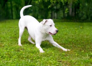What Does Your Dog's Tail Wag Really Mean? - Providence Veterinary ...
