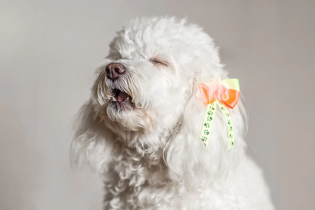 Reverse Sneezing in Dogs: Causes, Cures, and When to Call the Vet ...